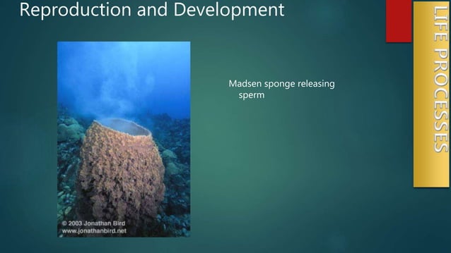 Phylum Porifera: The Pore Bearing Animals | PPT