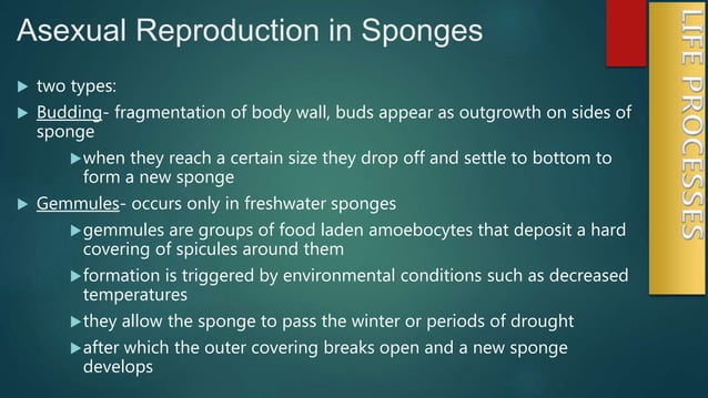 Phylum Porifera: The Pore Bearing Animals | PPT