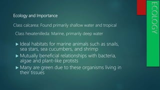 Phylum Porifera: The Pore Bearing Animals | PPTX