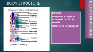 Phylum Porifera: The Pore Bearing Animals | PPT