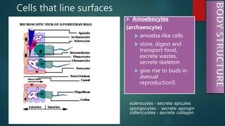 Phylum Porifera: The Pore Bearing Animals | PPT