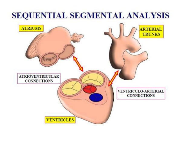 ECHO SEGMENTAL APPROACH- DR BINJO.ppsx
