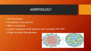 ECHO VIRUS VIROLOGY .pptx