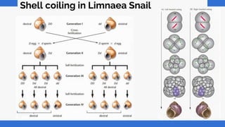 EXTRA CHROMOSOMAL INHERITANCE & GENOME IMPRINTING | PPTX