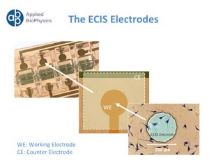 Ecis Applied Biophysics | PPT