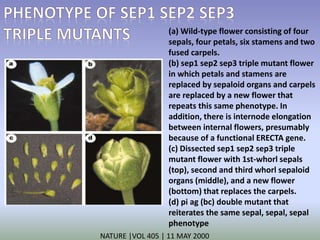 E class genes | PPTX