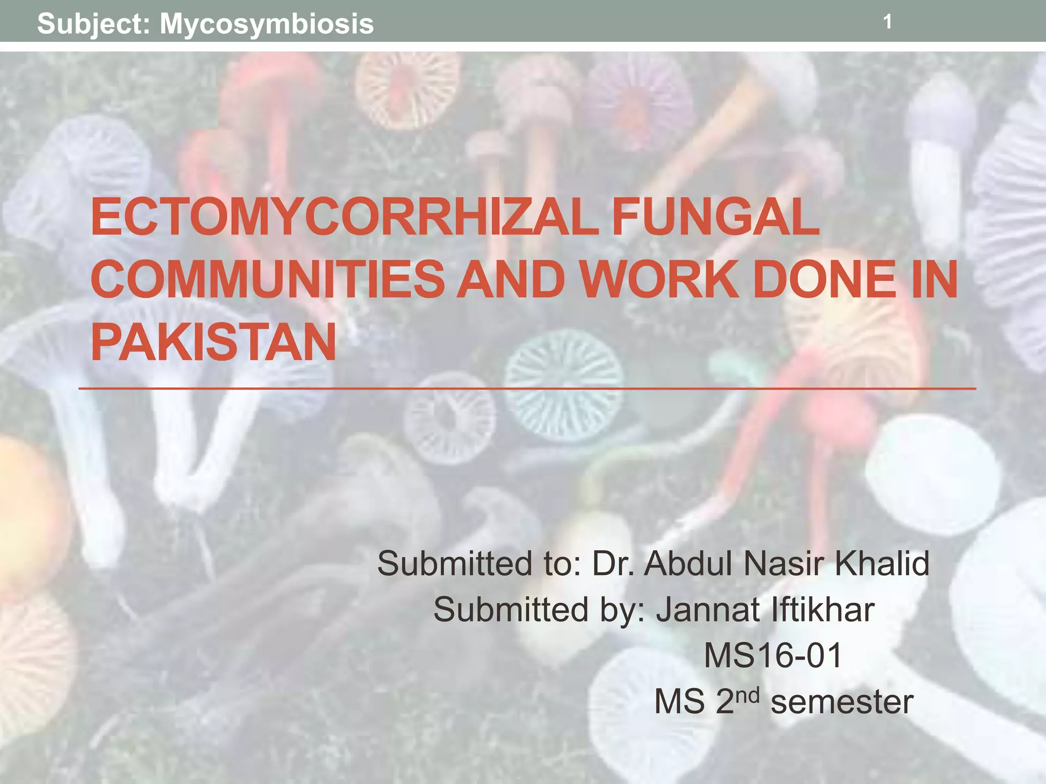ectomycchorhizal fungi | PPT