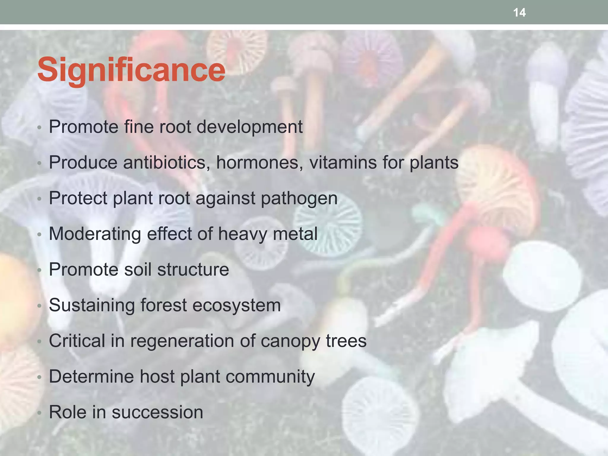 ectomycchorhizal fungi | PPT