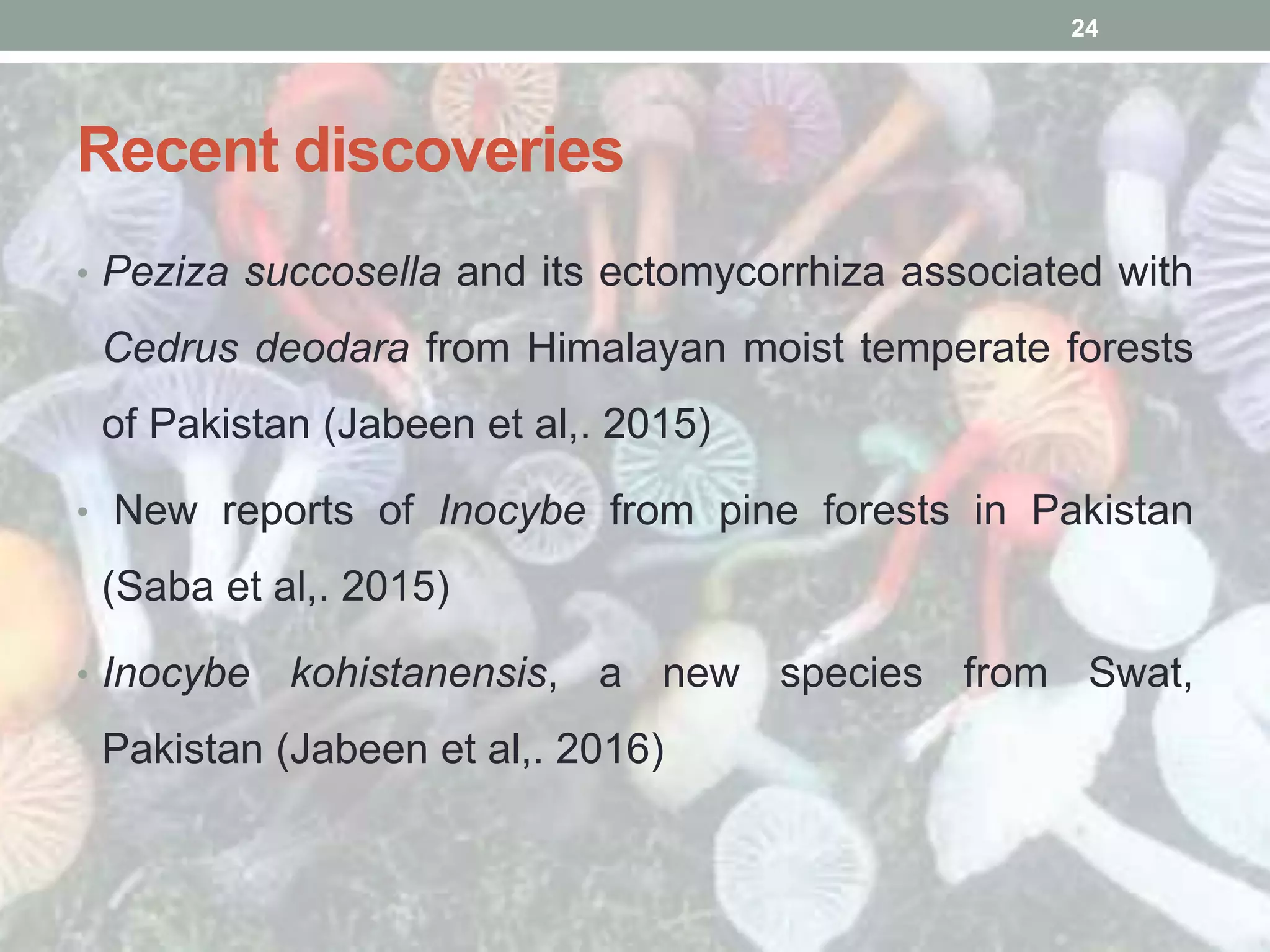 ectomycchorhizal fungi | PPT