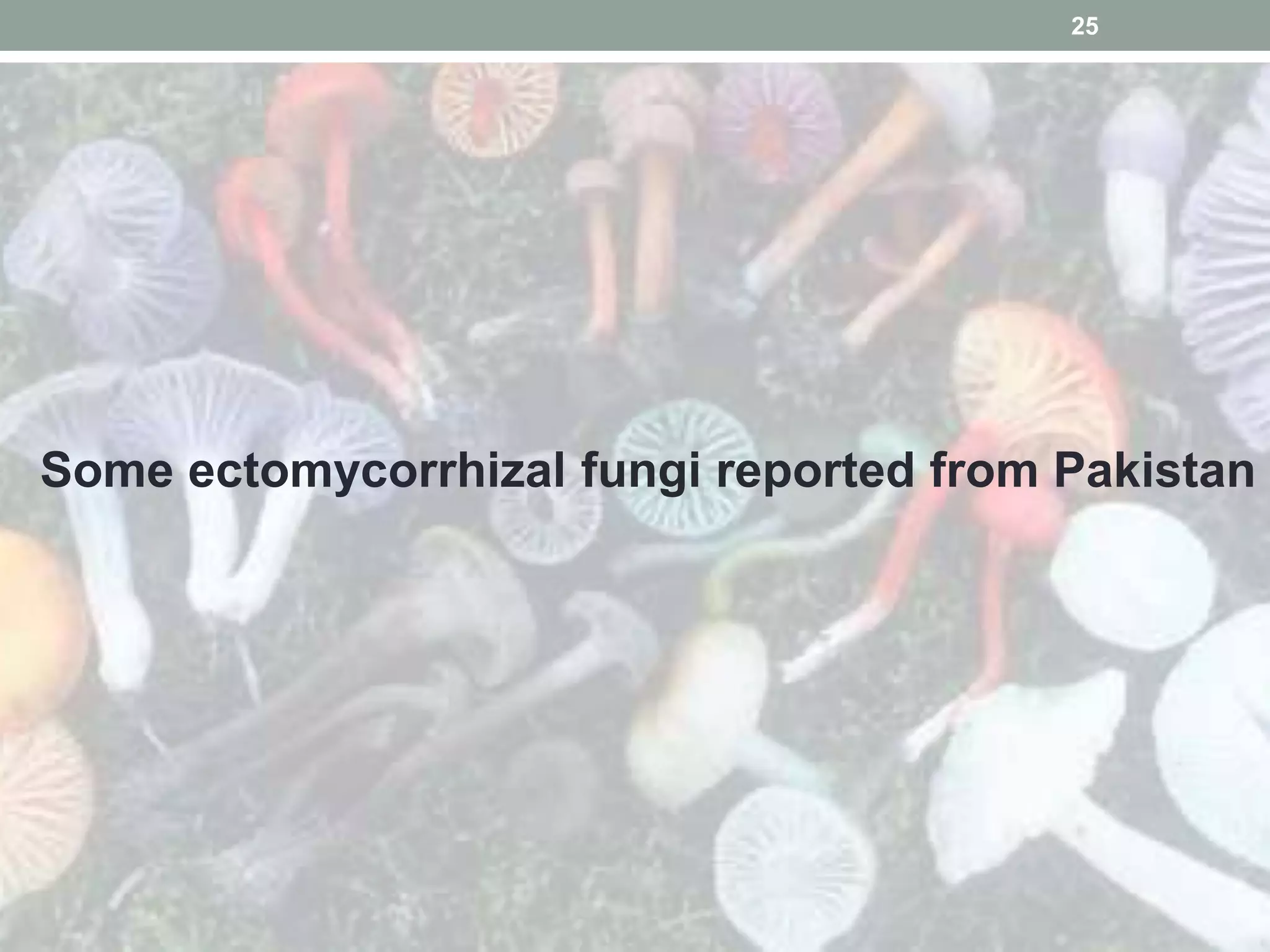 ectomycchorhizal fungi | PPT