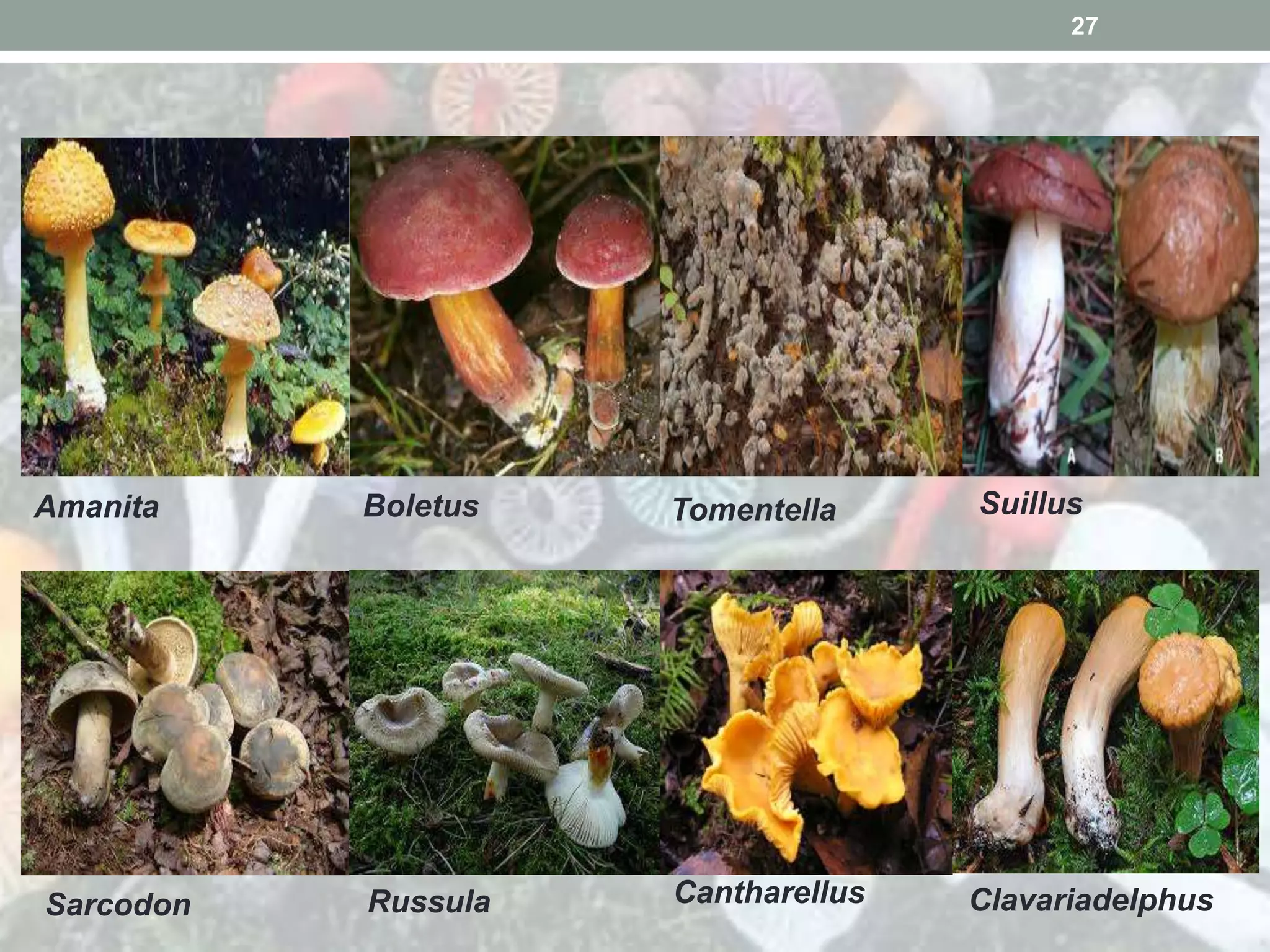 ectomycchorhizal fungi | PPT
