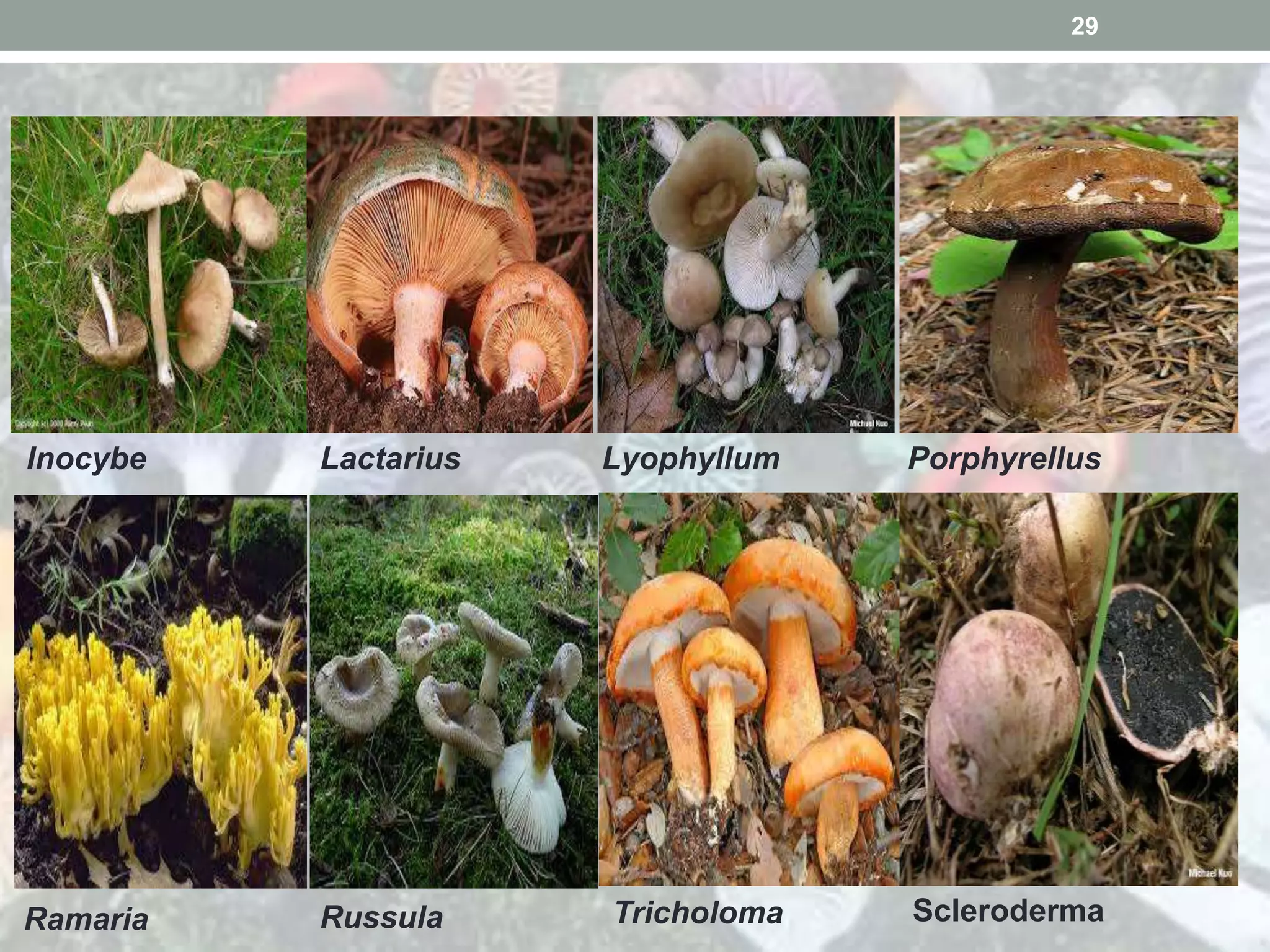 ectomycchorhizal fungi | PPT