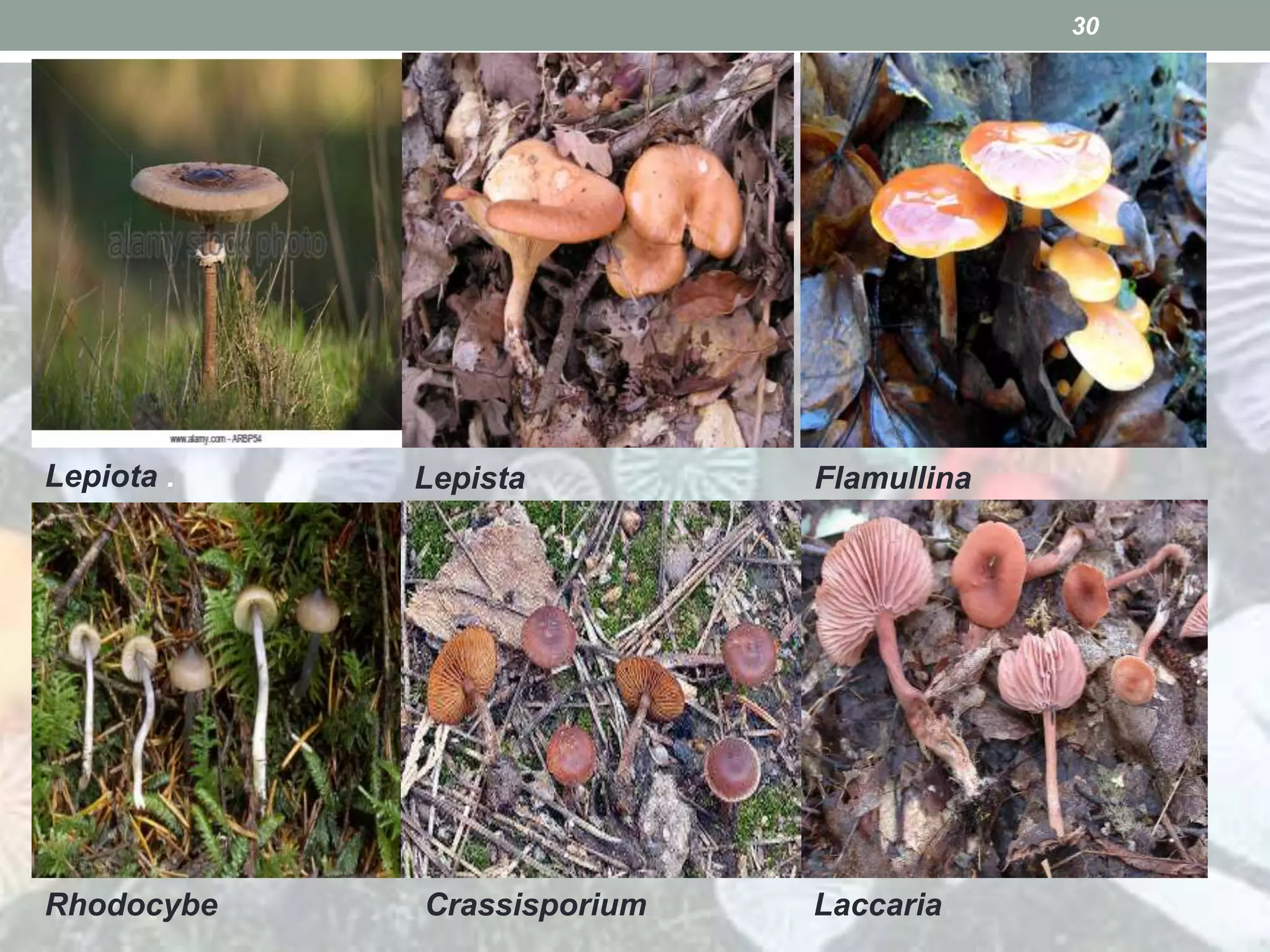 ectomycchorhizal fungi | PPT