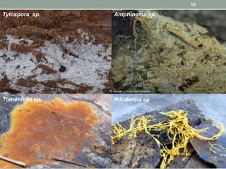 ectomycchorhizal fungi | PPT