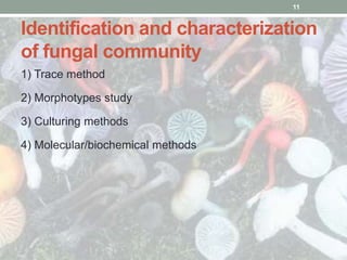 ectomycchorhizal fungi | PPTX