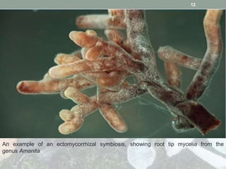 ectomycchorhizal fungi | PPTX