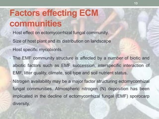 ectomycchorhizal fungi | PPTX