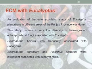 ectomycchorhizal fungi | PPTX