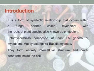 ectomycchorhizal fungi | PPTX