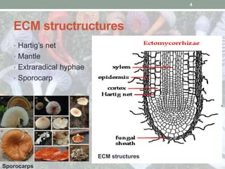 ectomycchorhizal fungi | PPTX