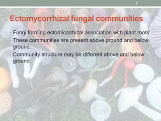 ectomycchorhizal fungi | PPTX