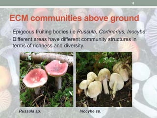 ectomycchorhizal fungi | PPT