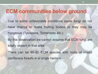 ectomycchorhizal fungi | PPT