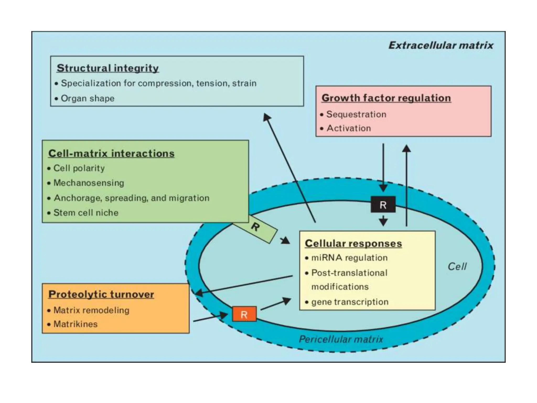 ecm-extra cellular matrix and its function.pptx