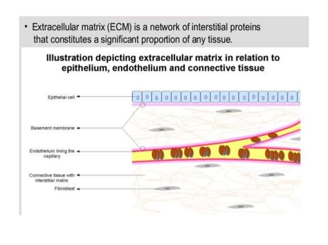 ecm-extra cellular matrix and its function.pptx | Biological Sciences ...