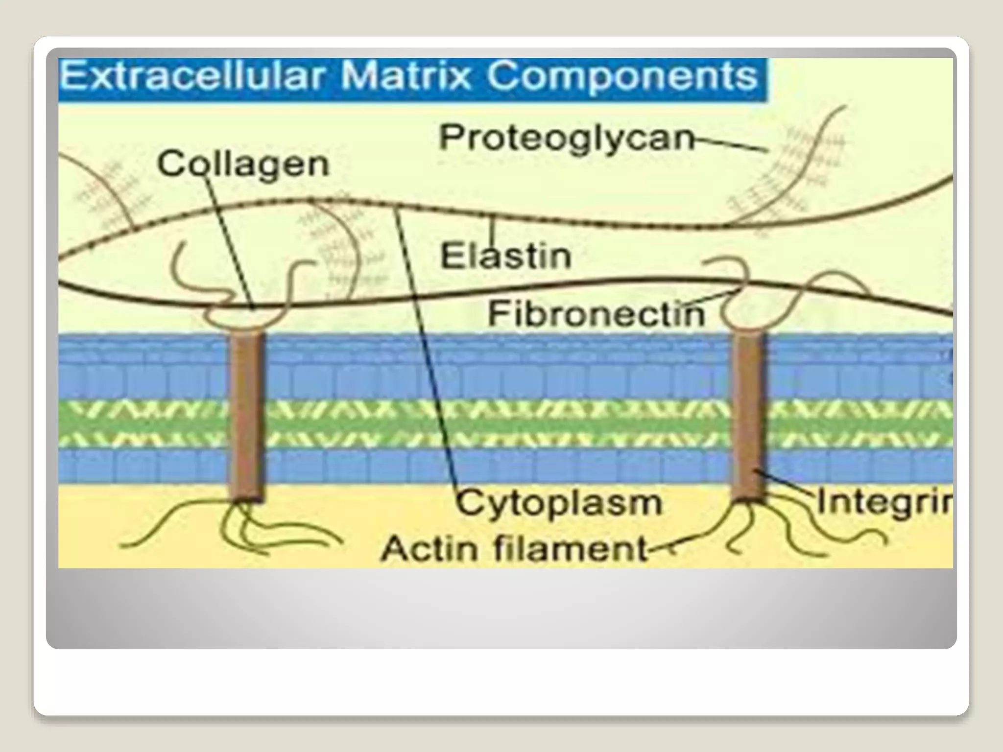 Extra Cellular Matrix (ECM) | PPTX