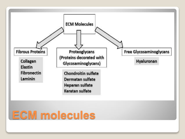 Extra Cellular Matrix (ECM) | PPTX | Biological Sciences | Science