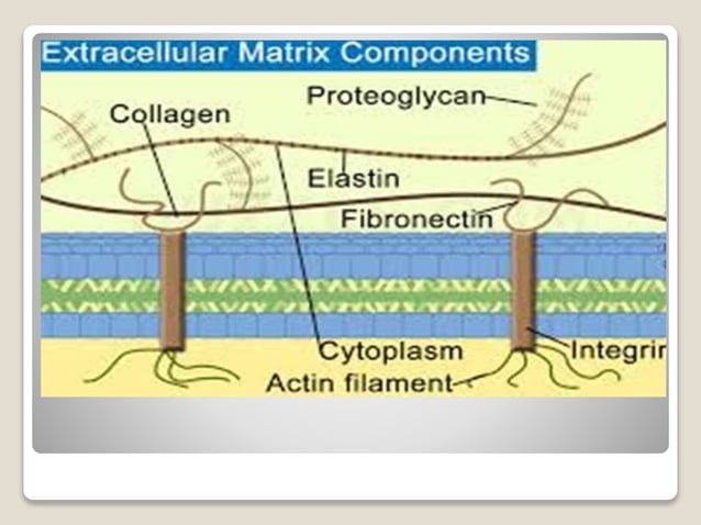 Extra Cellular Matrix (ECM) | PPTX | Biological Sciences | Science