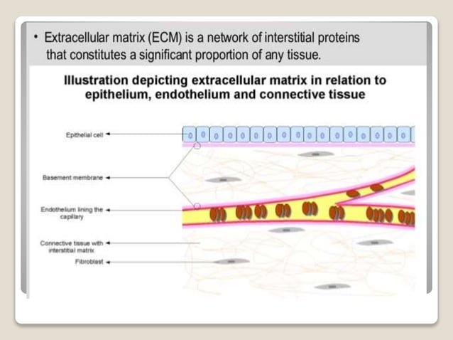Extra Cellular Matrix (ECM) | PPTX | Biological Sciences | Science