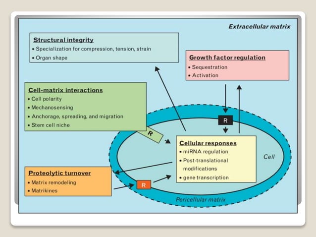 Extra Cellular Matrix (ECM) | PPTX | Biological Sciences | Science