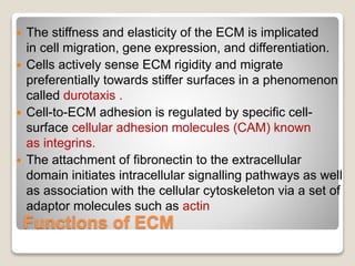 Extra Cellular Matrix (ECM) | PPTX