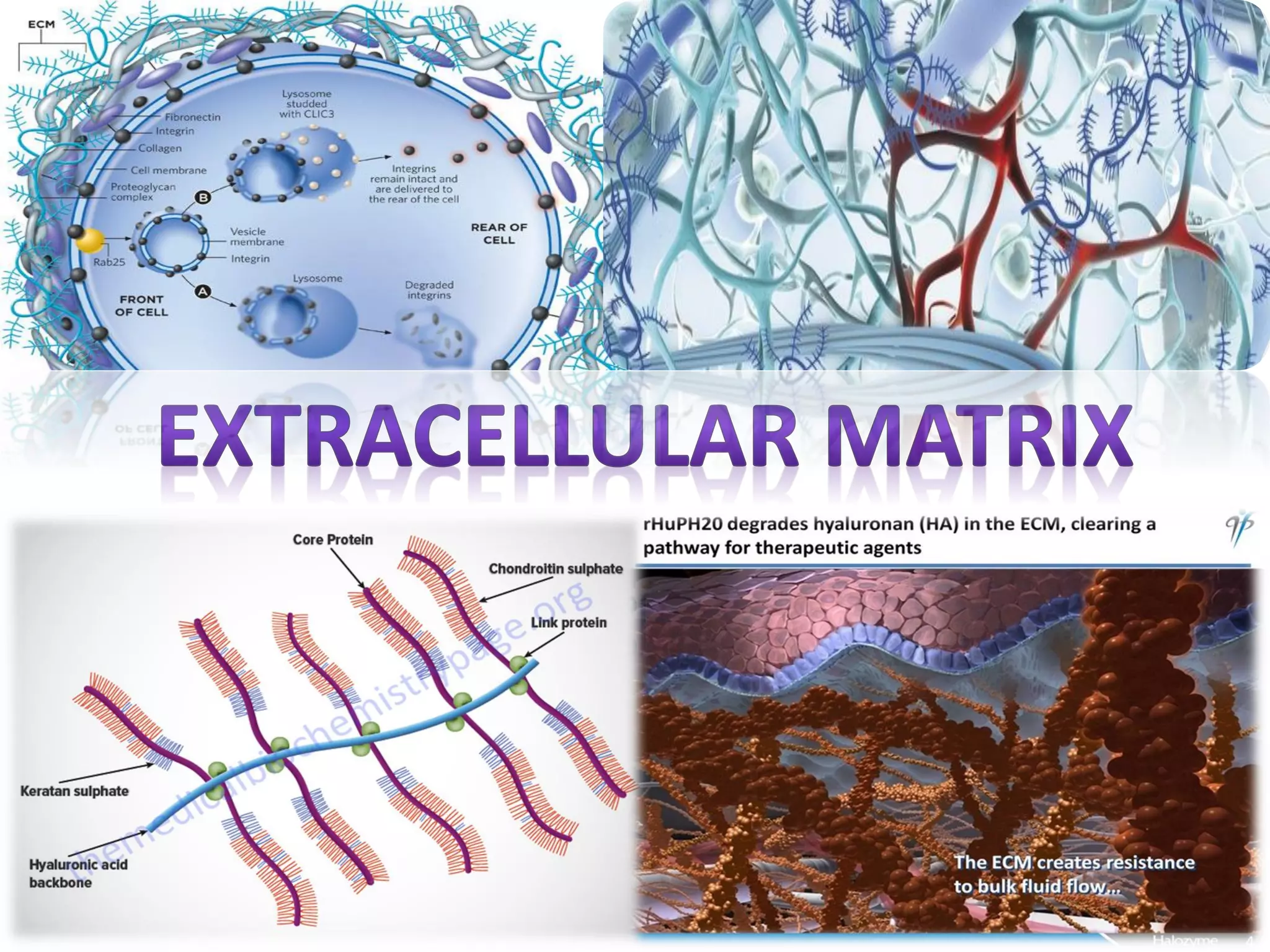 the extracellular matrix (ECM | PDF