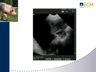 ECM Imago.s ultrasound | PPTX