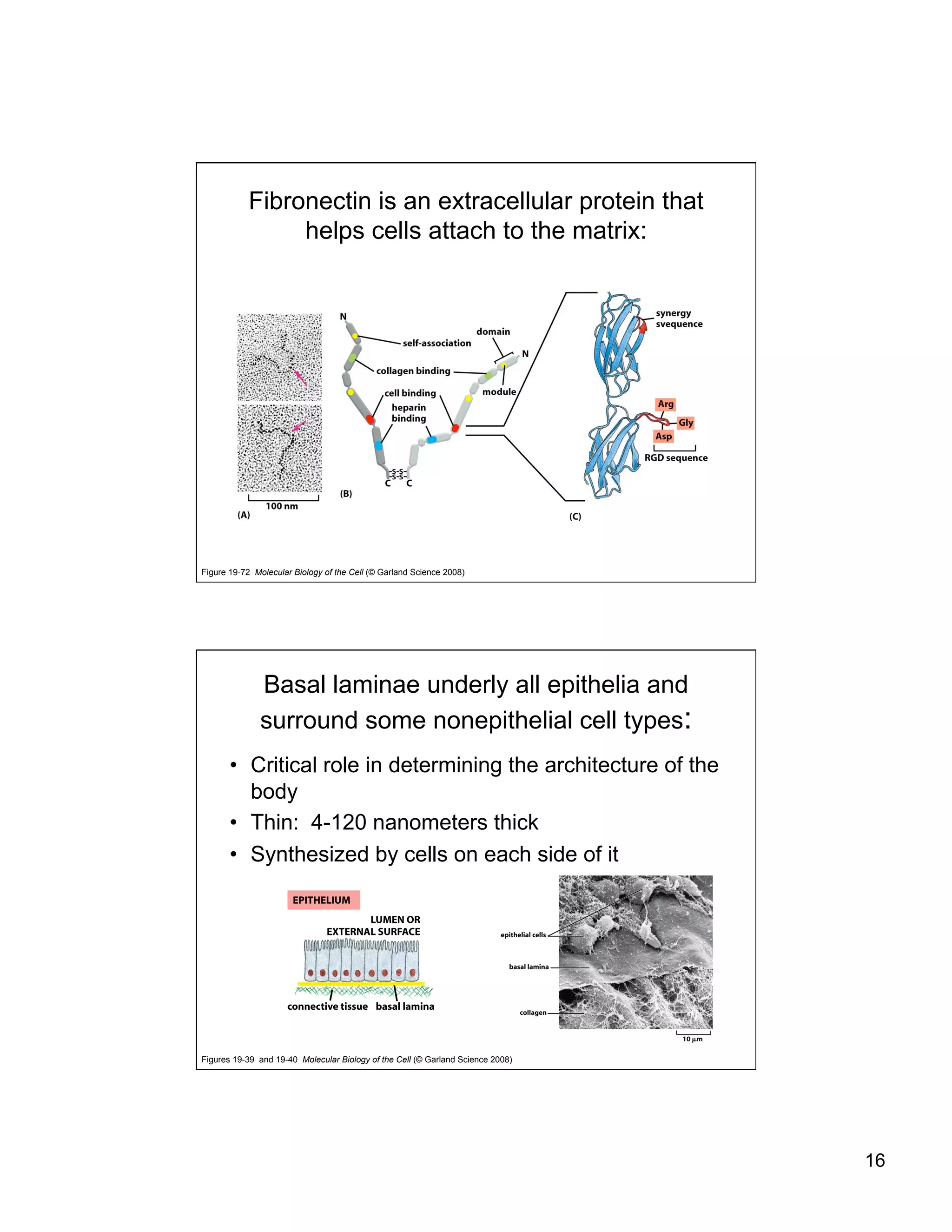 Extracellular Matrix lecture | PDF