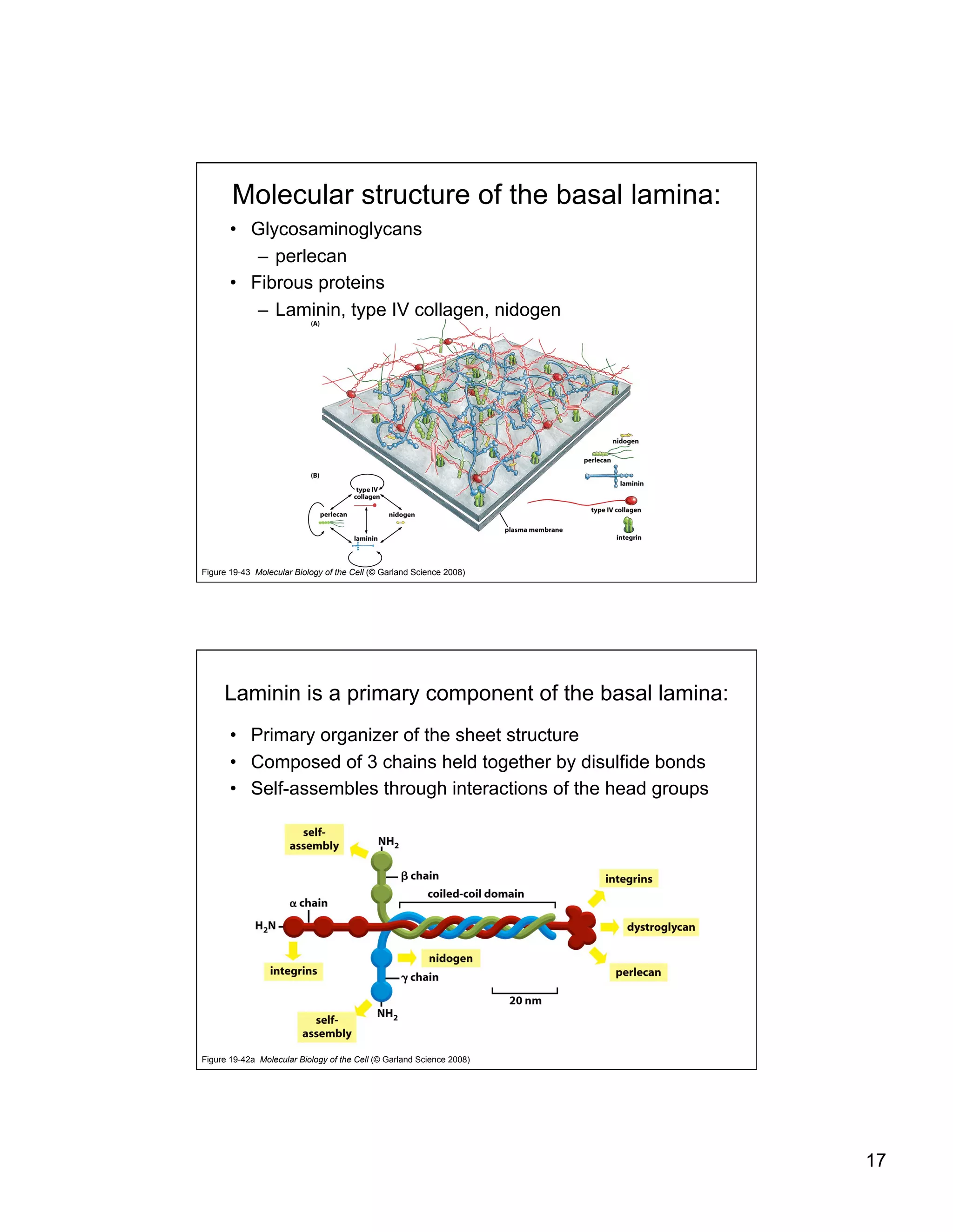 Extracellular Matrix lecture | PDF