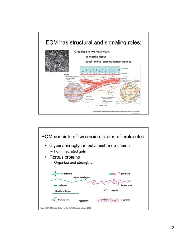 Extracellular Matrix lecture | PDF | Biological Sciences | Science