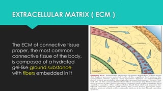 Tugas Pembacaan ECM_textbook of histology.pptx