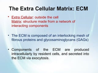 Extracellular matrix biochemistry project | PPT