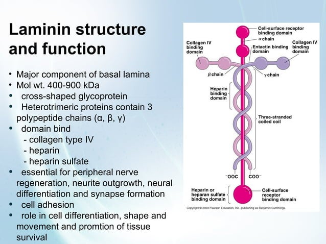 Extracellular matrix biochemistry project | PPTX