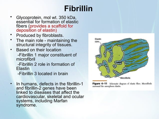 Extracellular matrix biochemistry project | PPTX