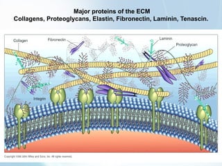 Extracellular matrix biochemistry project | PPT