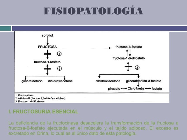 Errores del Metabolismo de la Fructosa | PPT