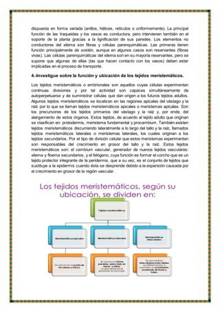 Ecn 1804. lab 1- tejidos vegetales | DOCX