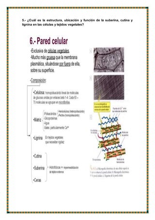 Ecn 1804. lab 1- tejidos vegetales | DOCX