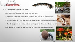 Eco.pdf | Biological Sciences | Science