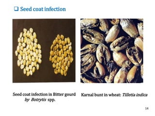 Eco friendly management of fungal seed borne pathogens through bio ...